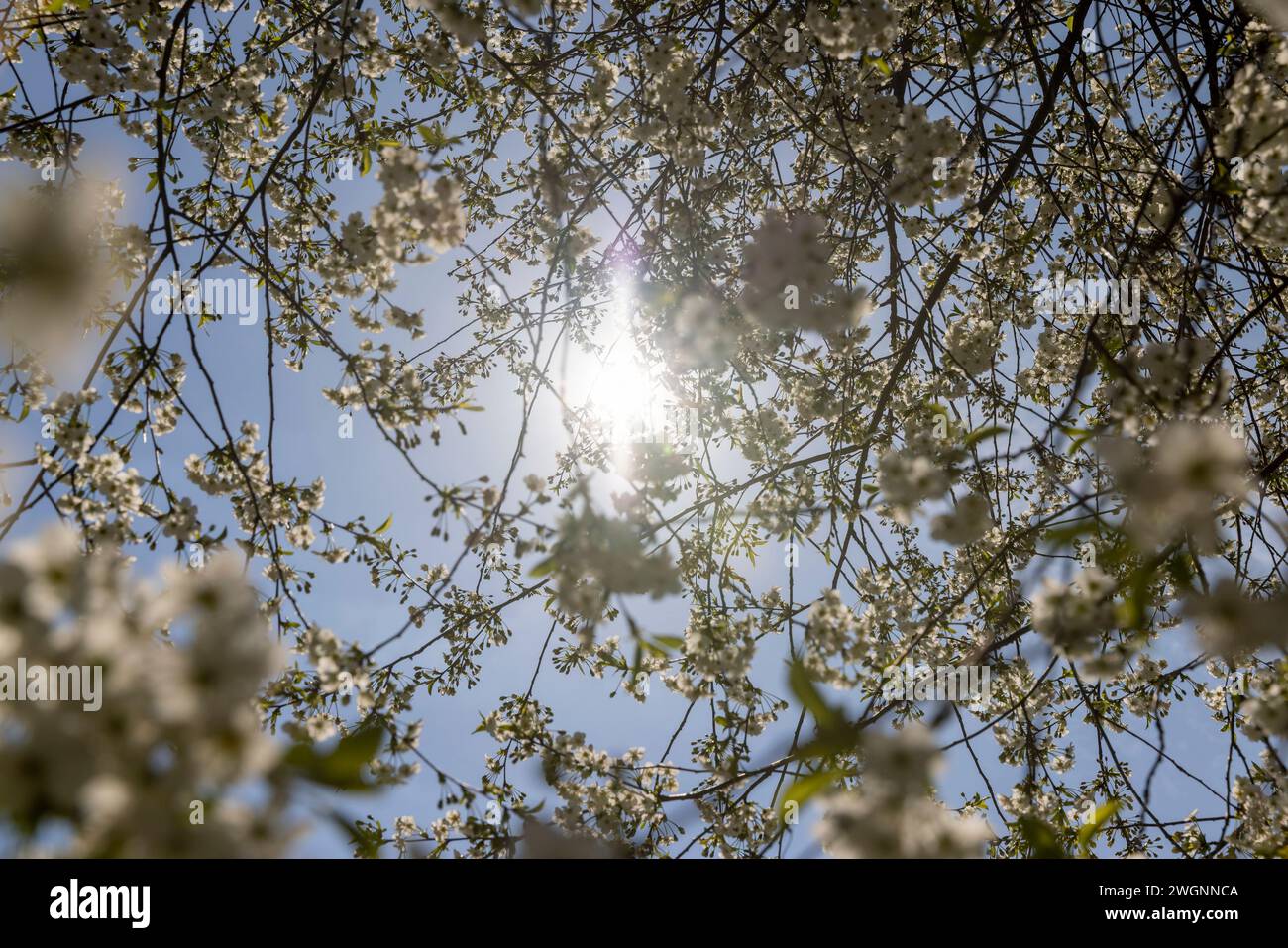 cherry blossom tree in spring, spring garden with cherry blossoms in ...