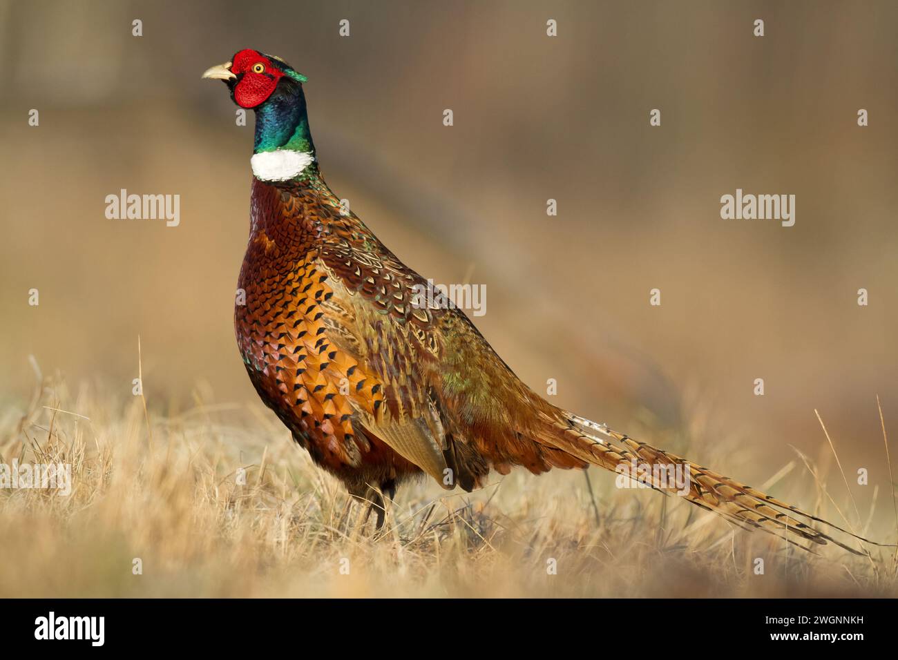 Bird Common pheasant Phasianus colchius Ring-necked pheasant in natural ...