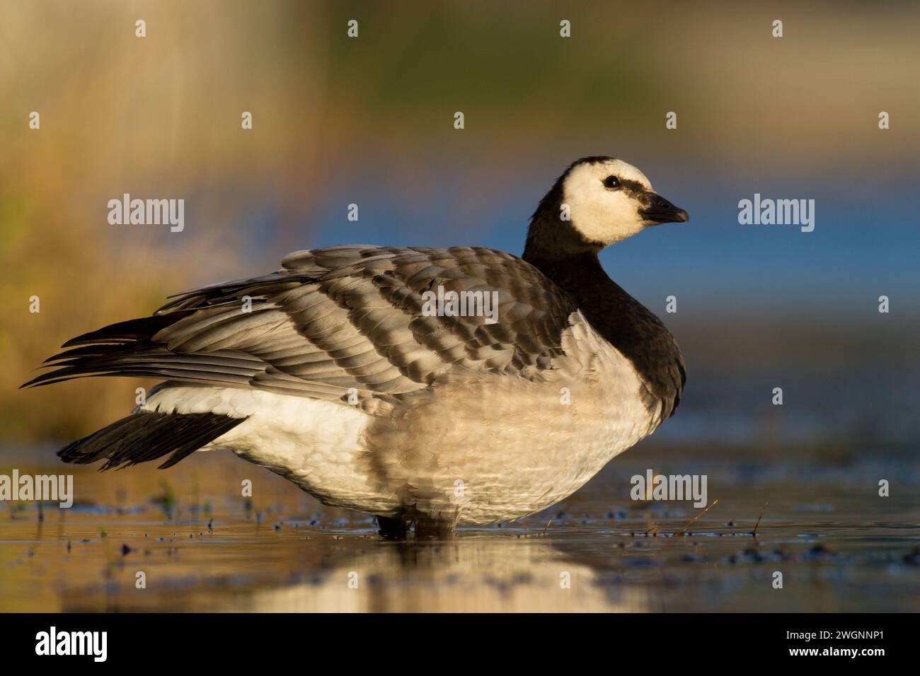 Bird goose - Barnacle geese Branta leucopsis migratory bird resting in ...