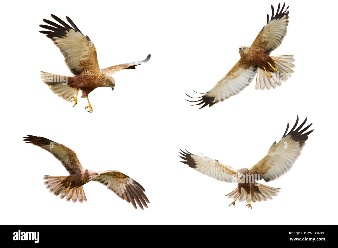 Bird of prey Marsh Harrier Circus aeruginosus isolated on white ...