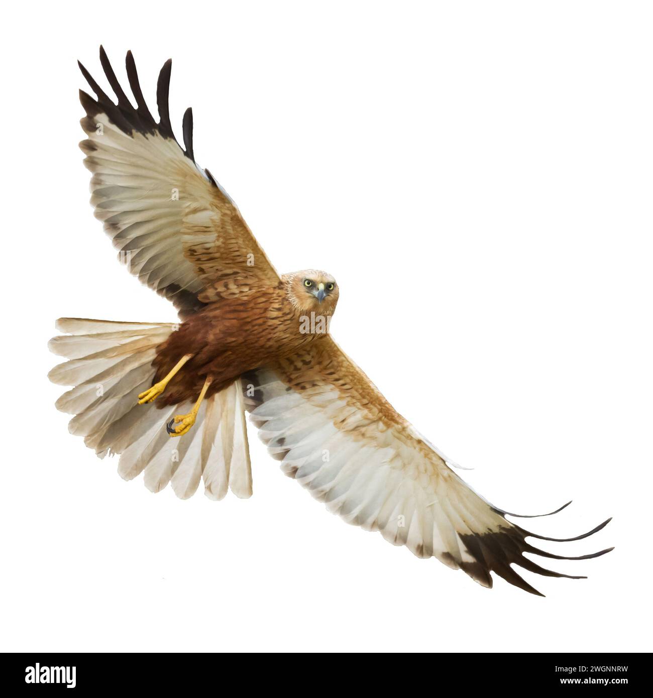 Bird of prey Marsh Harrier Circus aeruginosus isolated on white ...