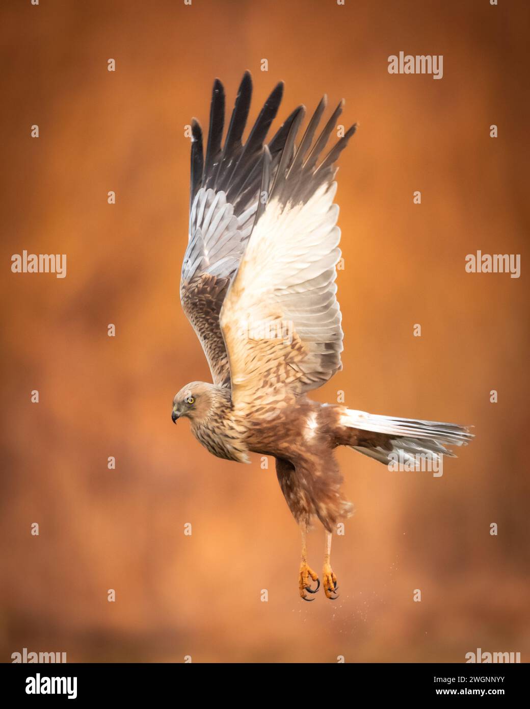 Flying Birds of prey Marsh harrier Circus aeruginosus, hunting time ...