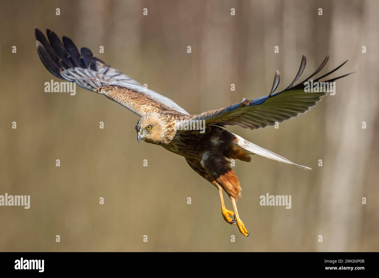 Flying Birds of prey Marsh harrier Circus aeruginosus, hunting time ...