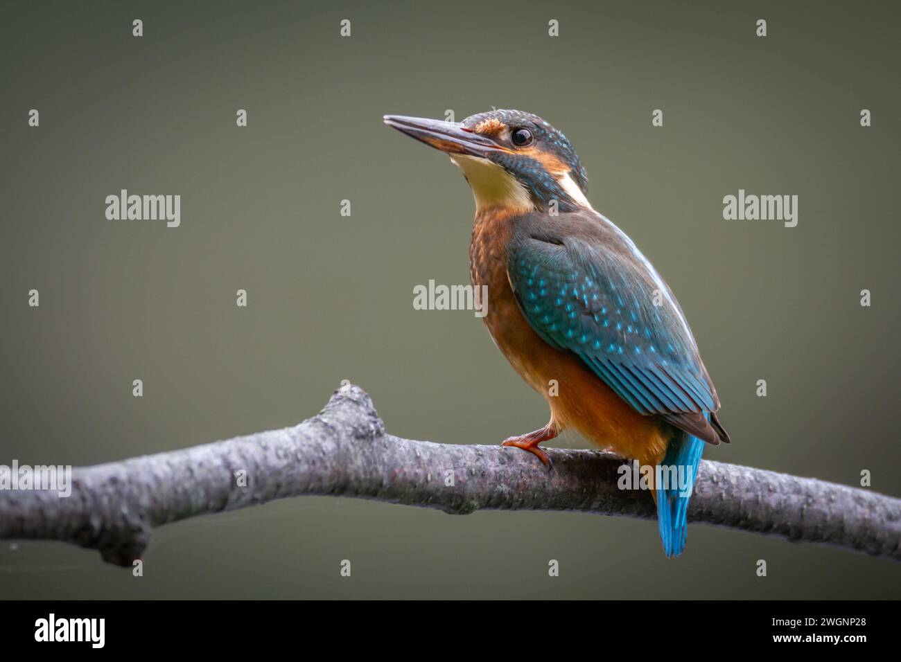 Kingfisher Alcedo atthis common kingfisher, bird - Poland, Europe Stock ...