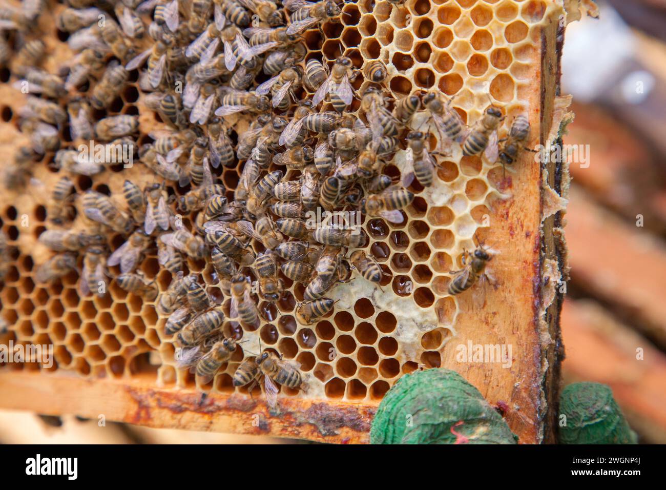 Frames of a beehive. Busy bees inside the hive with open and sealed ...
