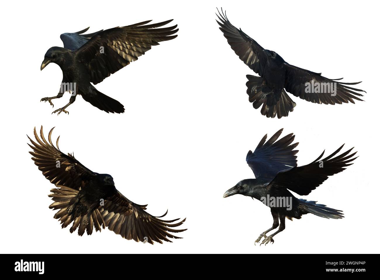 Birds flying ravens isolated on white background Corvus corax ...