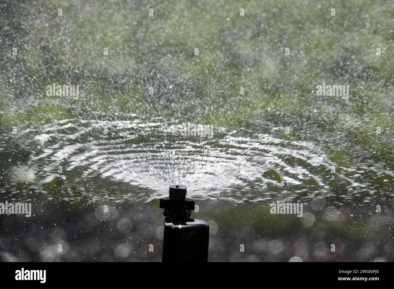 Water drops flora garden greenery hi-res stock photography and images ...