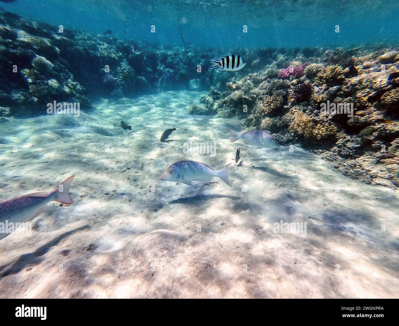 Tropical Spangled Emperor fish known as Lethrinus Nebulosus underwater ...
