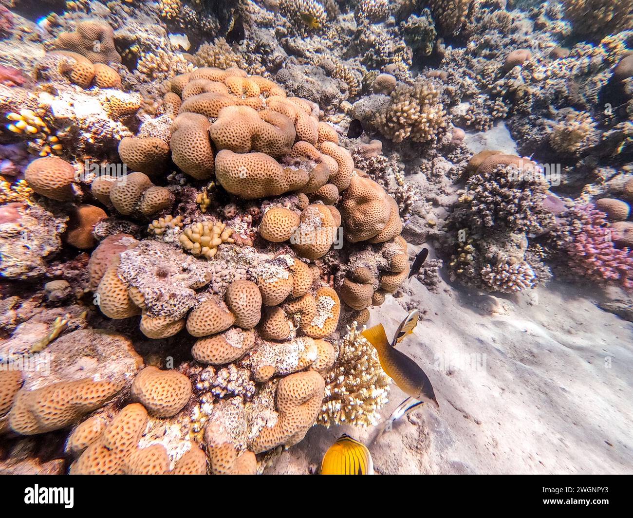 Birdmouth wrasse known as Gomphosus Caeruleus underwater at the coral ...