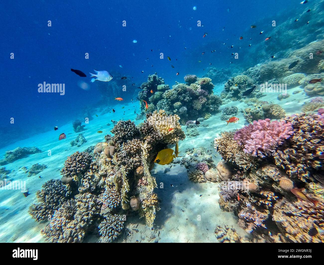 Tropical Bluecheek butterflyfish known as Chaetodon semilarvatus ...