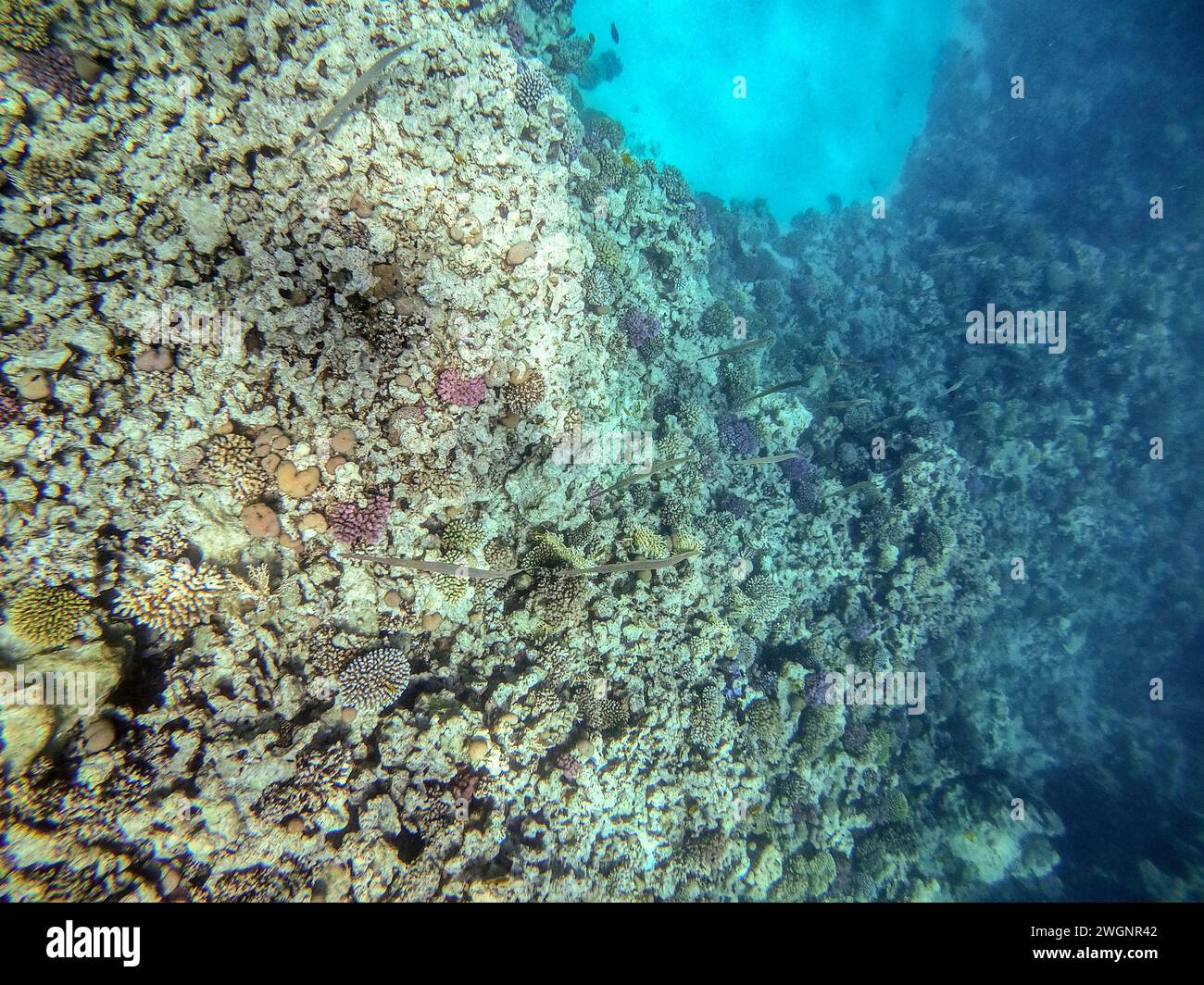 Shoal of tropical bluespotted cornet fish, smooth cornet fish or smooth ...