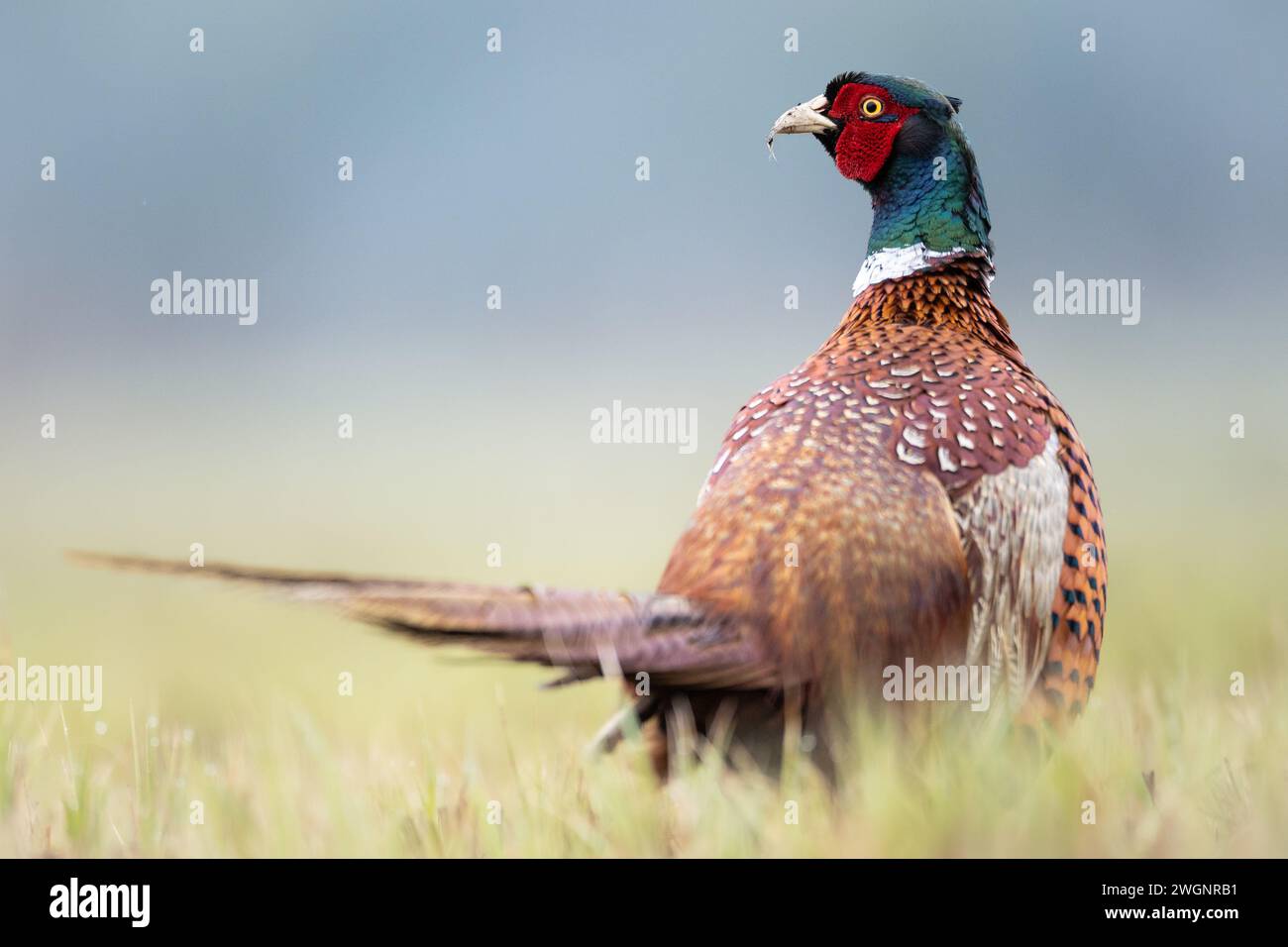 Bird Common pheasant Phasianus colchius Ring-necked pheasant in natural ...