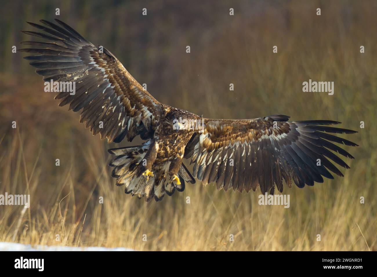 Bird of prey Majestic predator White-tailed eagle, Haliaeetus albicilla ...