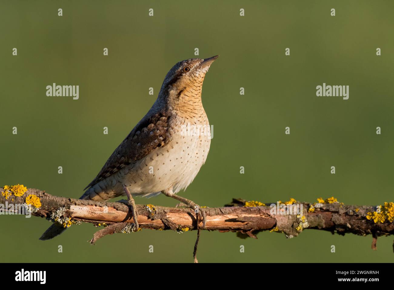 Bird - Jynx torquilla Wryneck on green background, warm sunset light ...