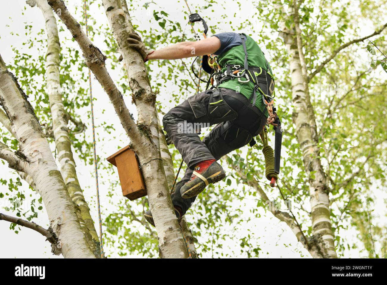 The worker on giant tree Stock Photo - Alamy
