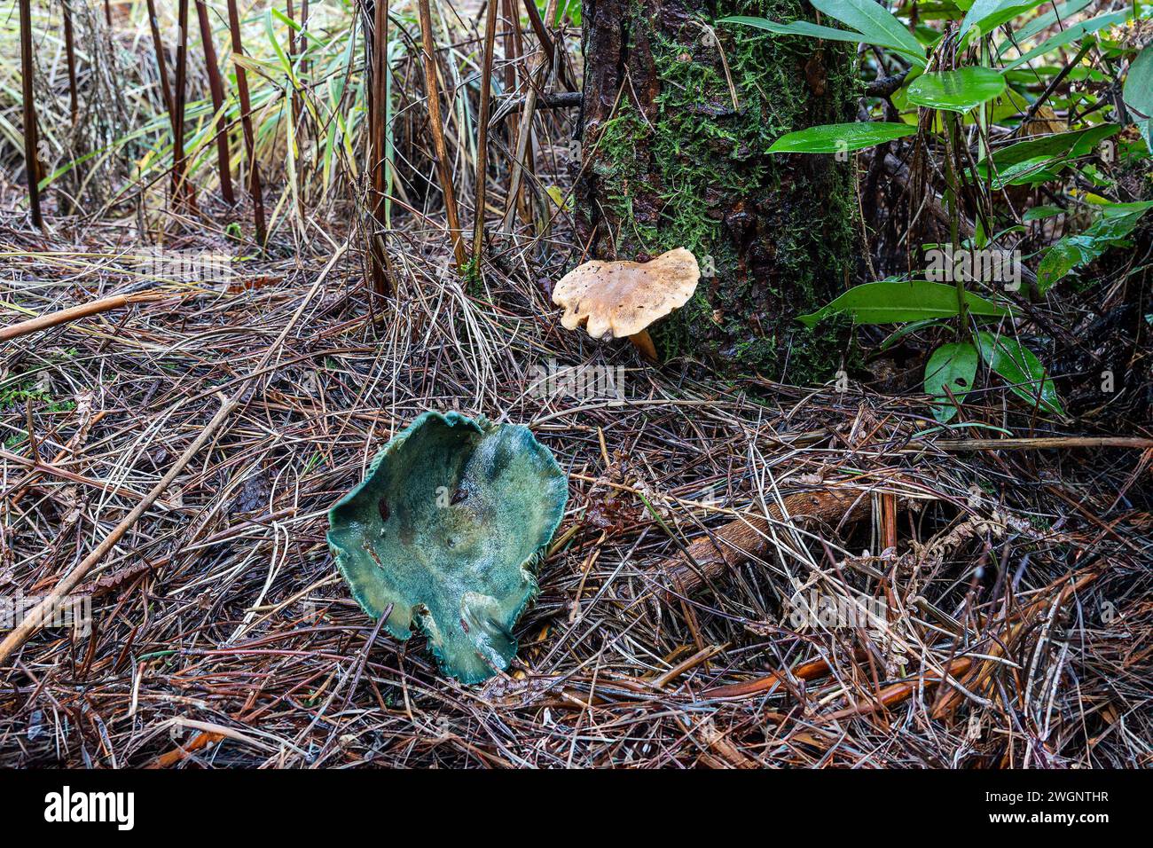 Aniseed toadstool & Bovine Bolete, Sherford Bridge, Dorset, UK Stock ...