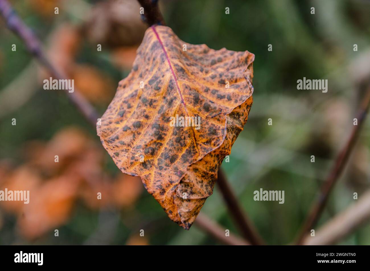 Single withered leaf on a tree in the garden orange and black in colour ...