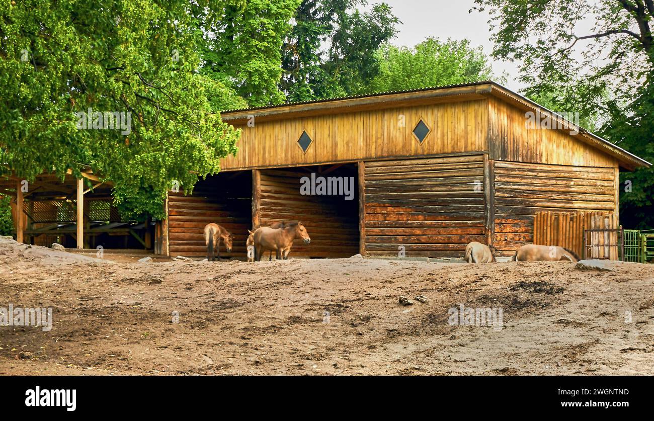 Rural ranch,zoo, wooden stable with brown horses Stock Photo - Alamy