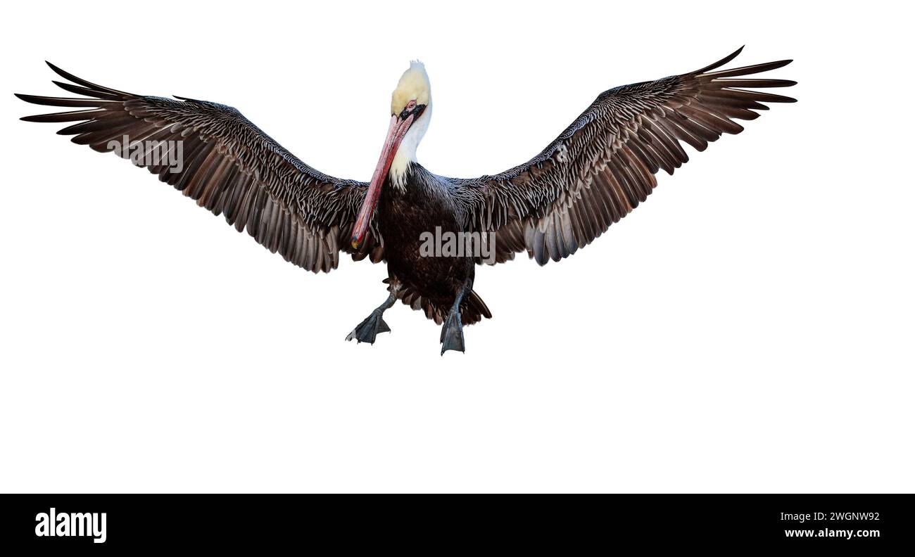 In breeding plumage Cut Out Stock Images & Pictures - Alamy