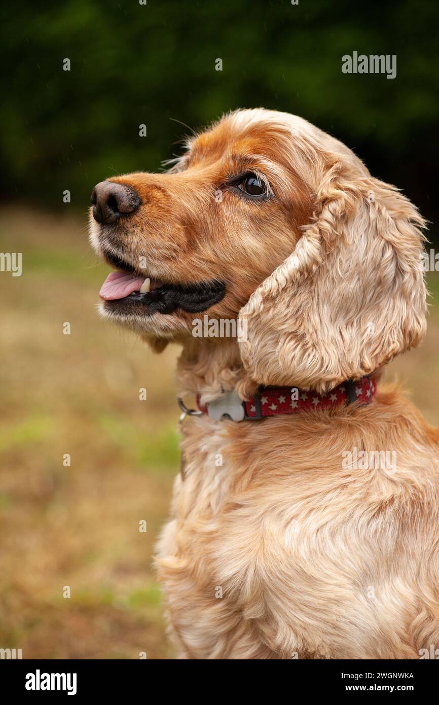 A close up profile of a Cocker Spaniel Stock Photo - Alamy