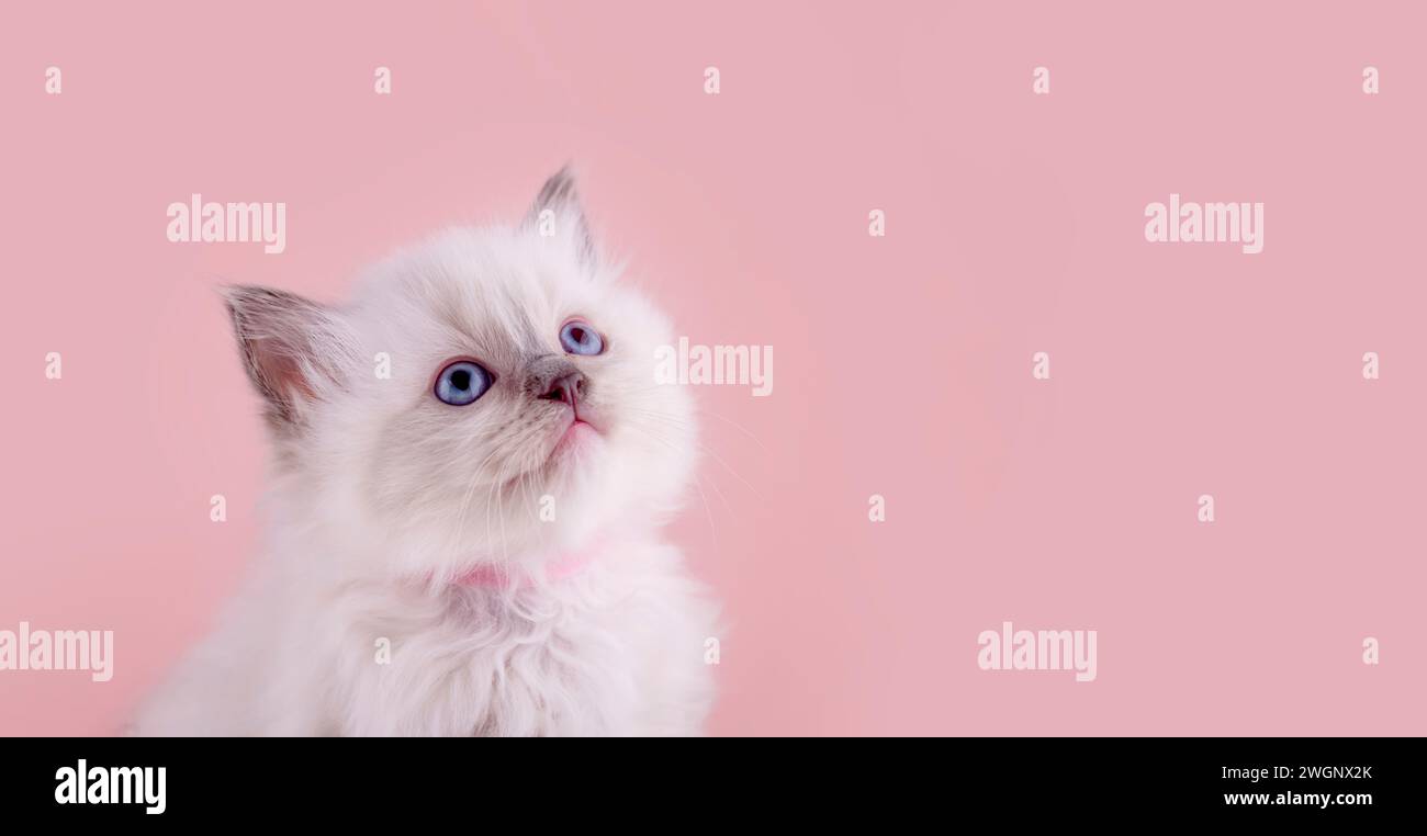 little ragdoll kitten with blue eyes in purple collar sitting on a pink ...