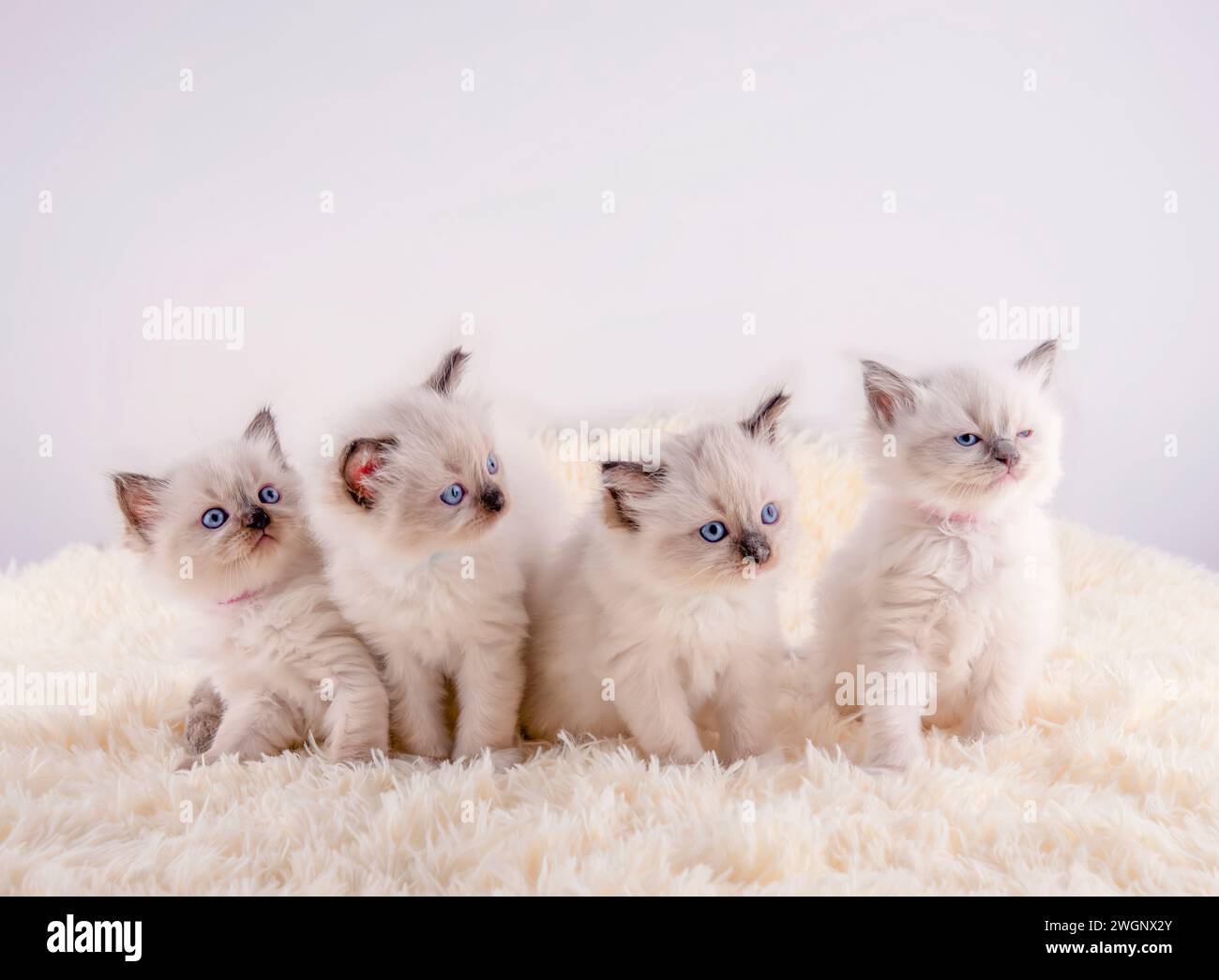 four ragdoll kitten with blue eyes sitting on white rug on a white ...