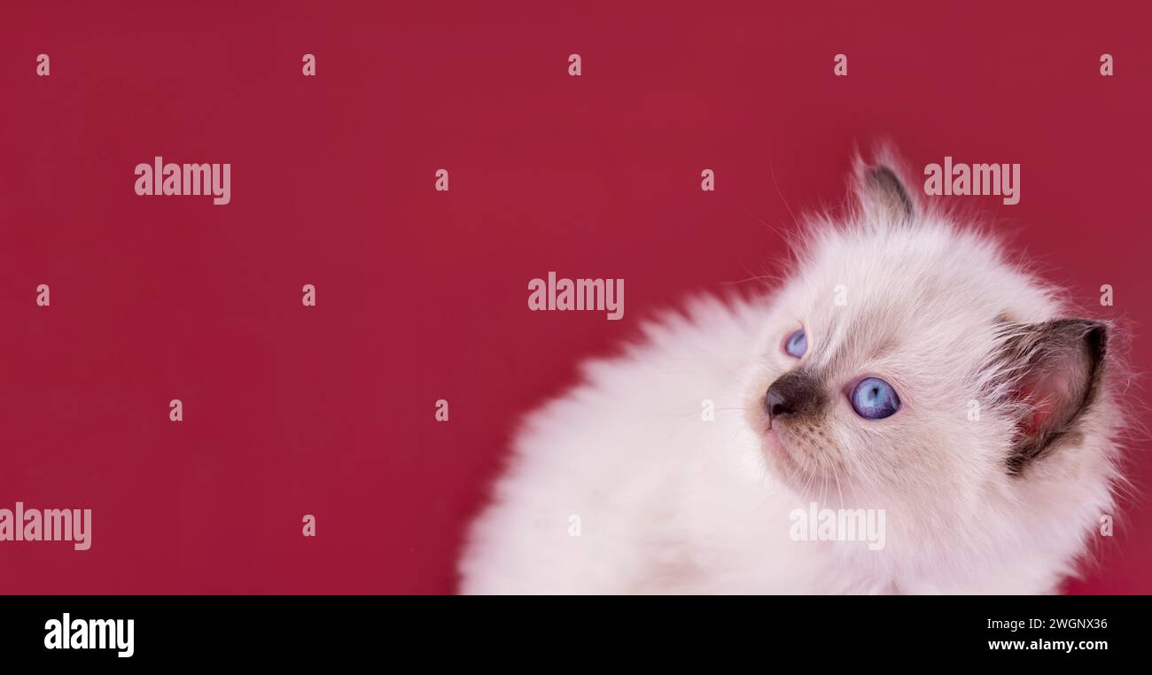 little ragdoll kitten with blue eyes in purple collar sitting on a red ...