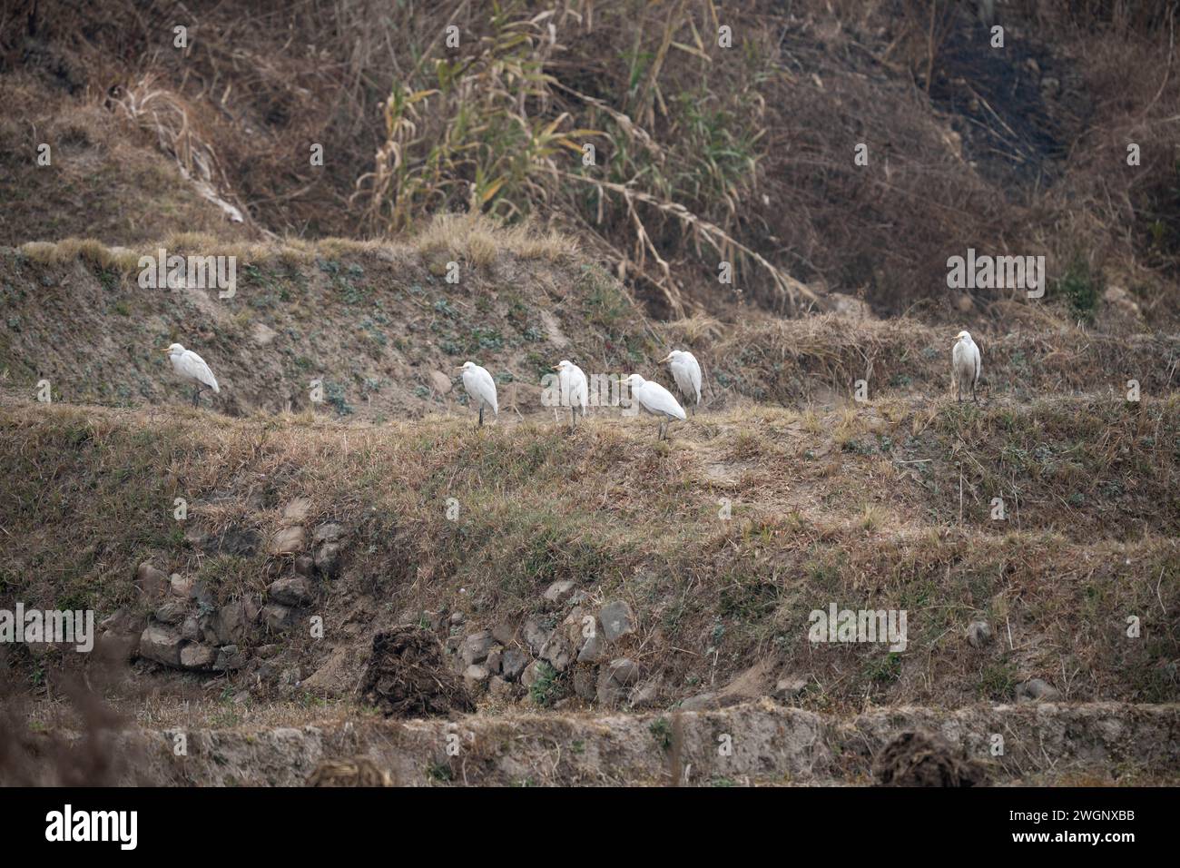 A flock of white ibis birds on a barren terrain Stock Photo - Alamy