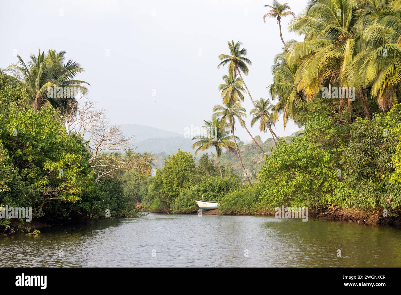 Agonda, Goa, India, Landscape with palm trees and mangrove habitat ...
