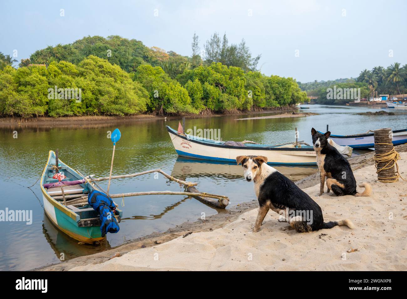 Agonda, Goa, India, Landscape of lagoon in Agonda with dogs, Editorial ...