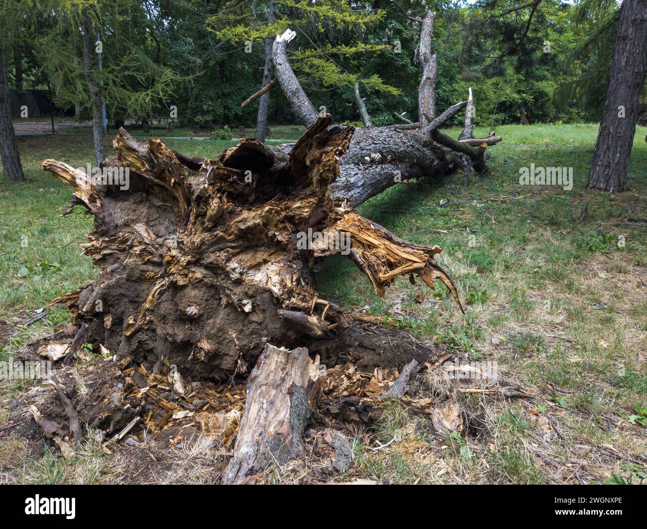fallen uprooted tree in public garden Stock Photo - Alamy