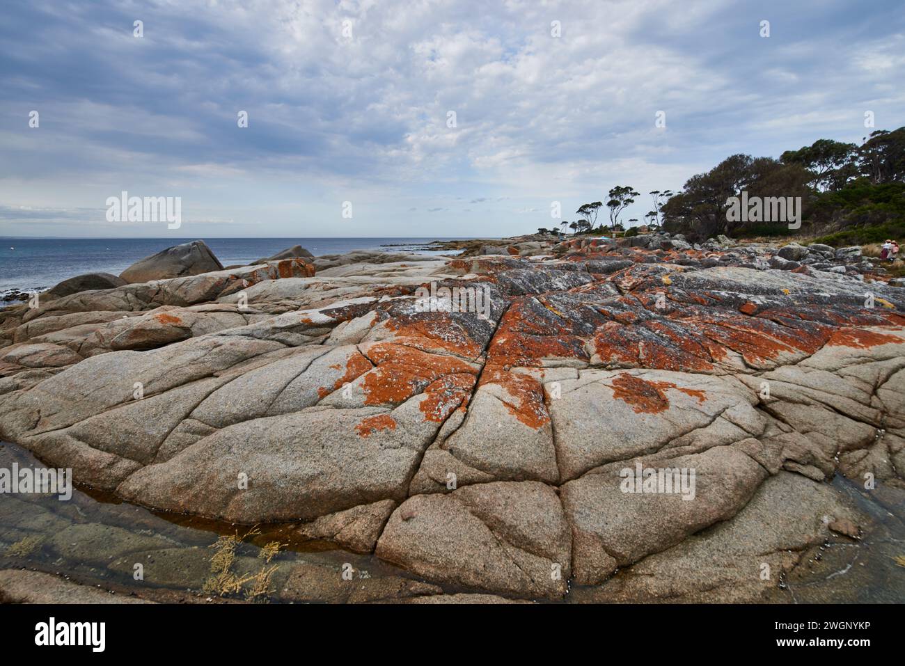Lush red lichens thriving on coastal rocks Stock Photo - Alamy