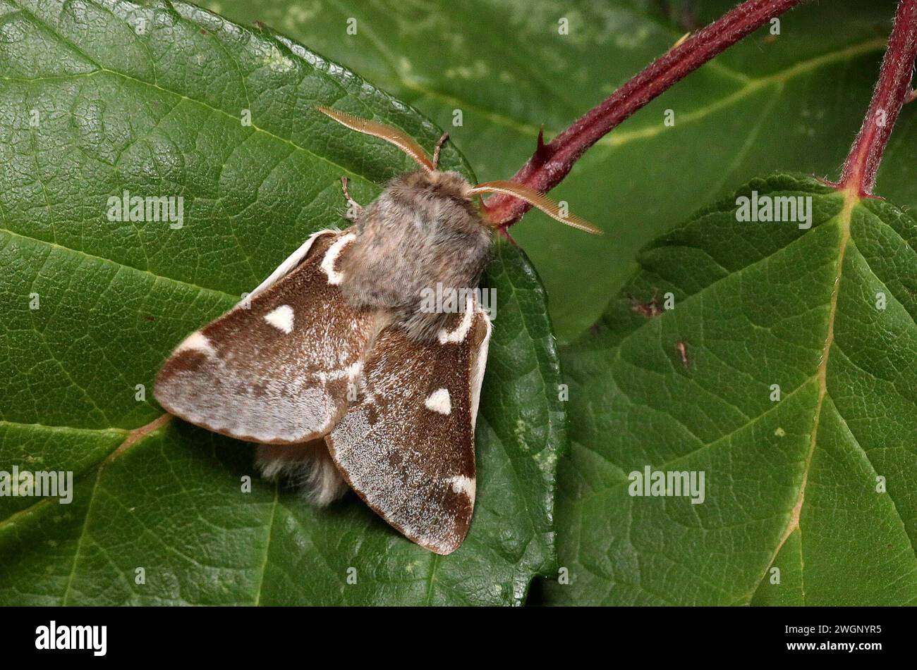 Insekten makrofoto hi-res stock photography and images - Alamy