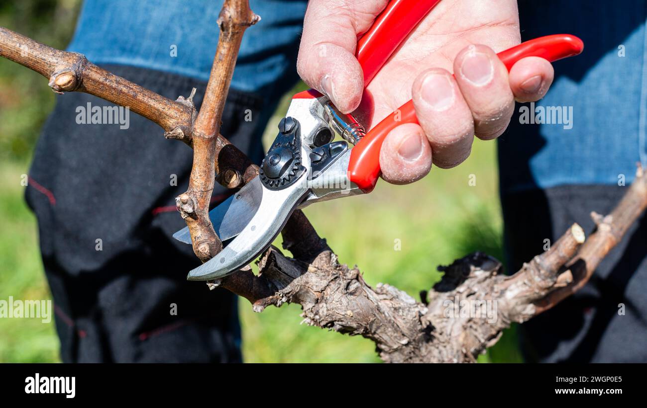 Winegrower pruning the vineyard with professional steel scissors ...