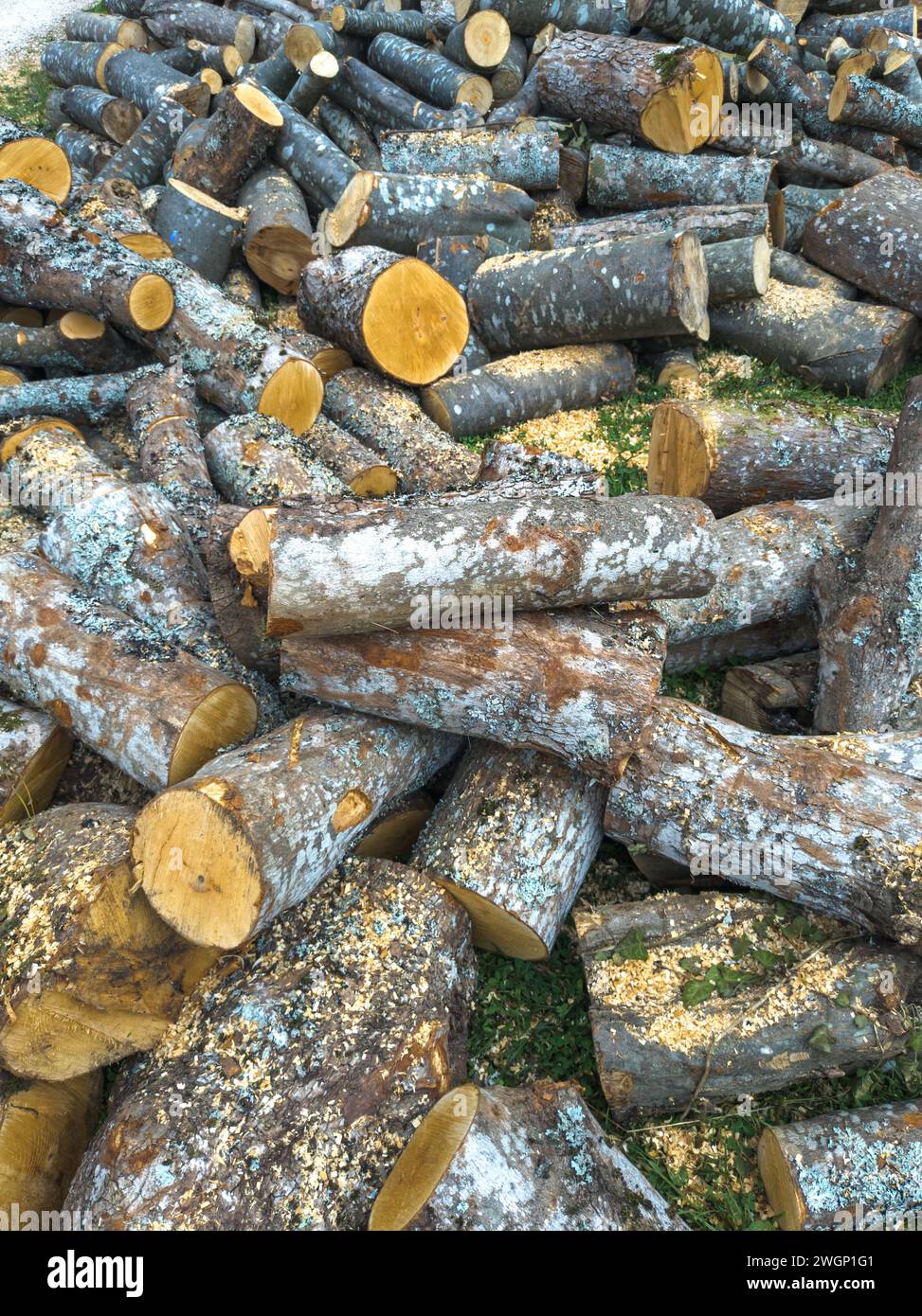 Closeup freshly cut tree hi-res stock photography and images - Alamy