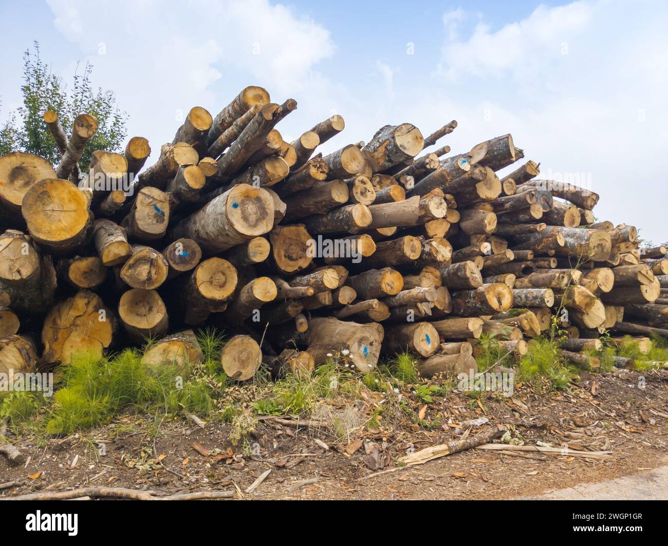 tree trunks cut and stacked Stock Photo - Alamy
