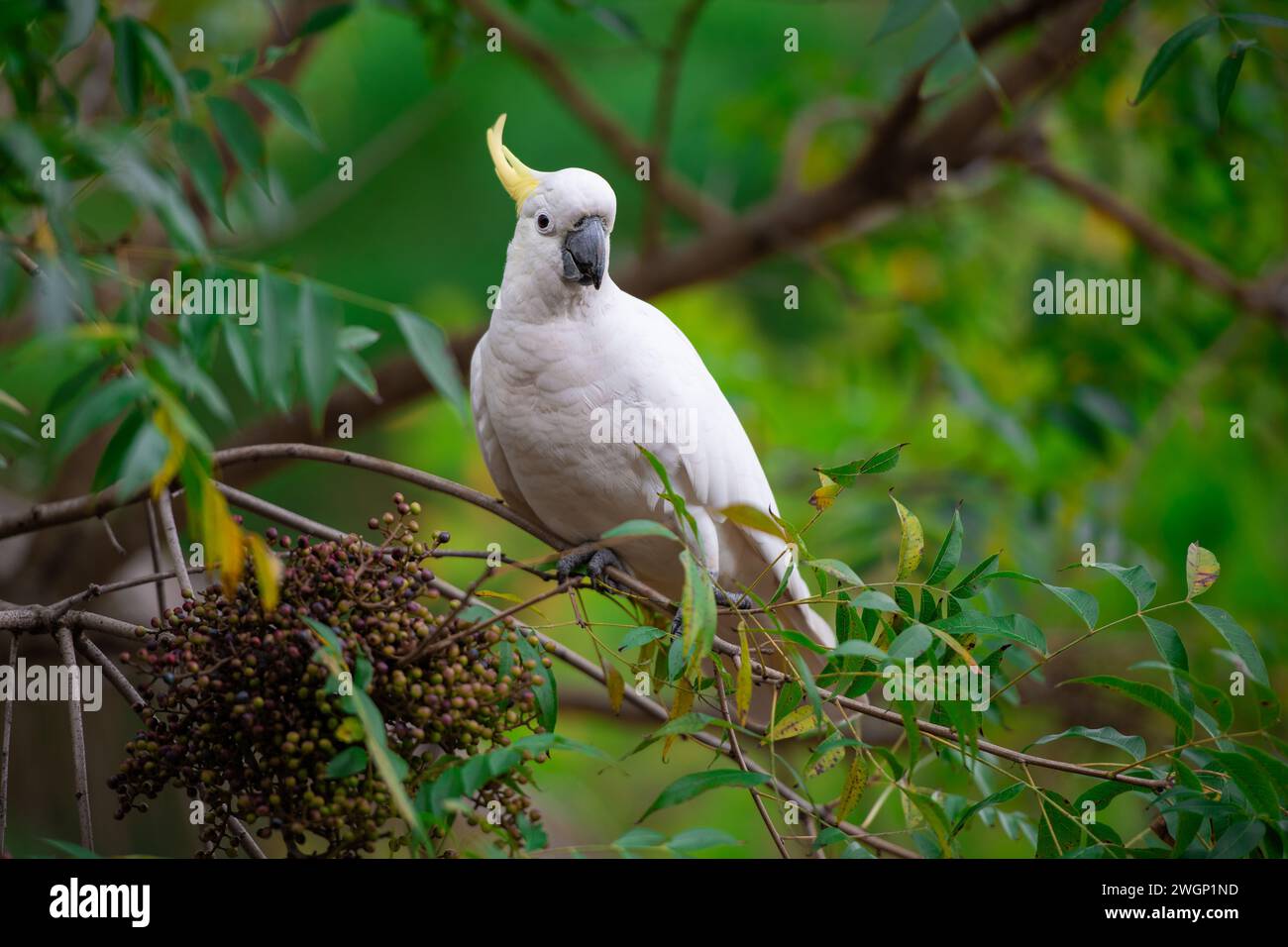 Cockatoo parrot sitting on a green tree branch in Australia. Sulphur ...