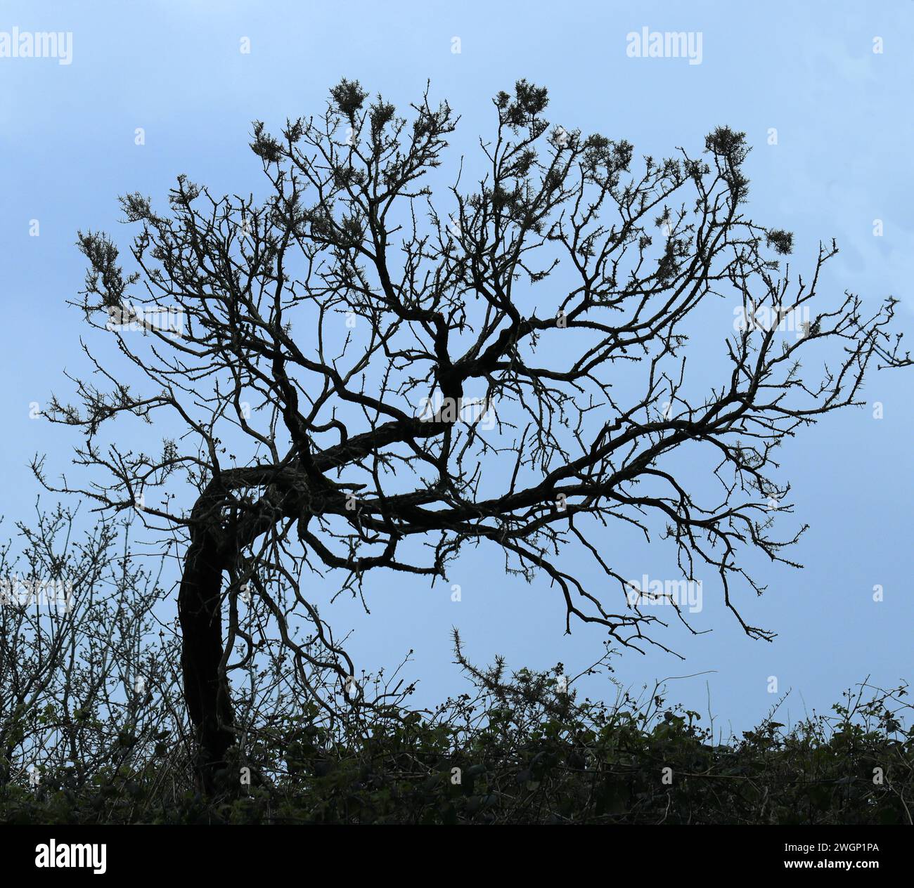 The Witch Tree, South Devon, England Stock Photo - Alamy