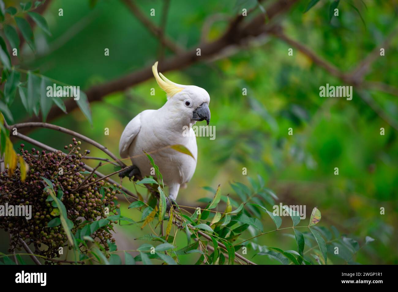 Cockatoo parrot sitting on a green tree branch in Australia. Sulphur ...