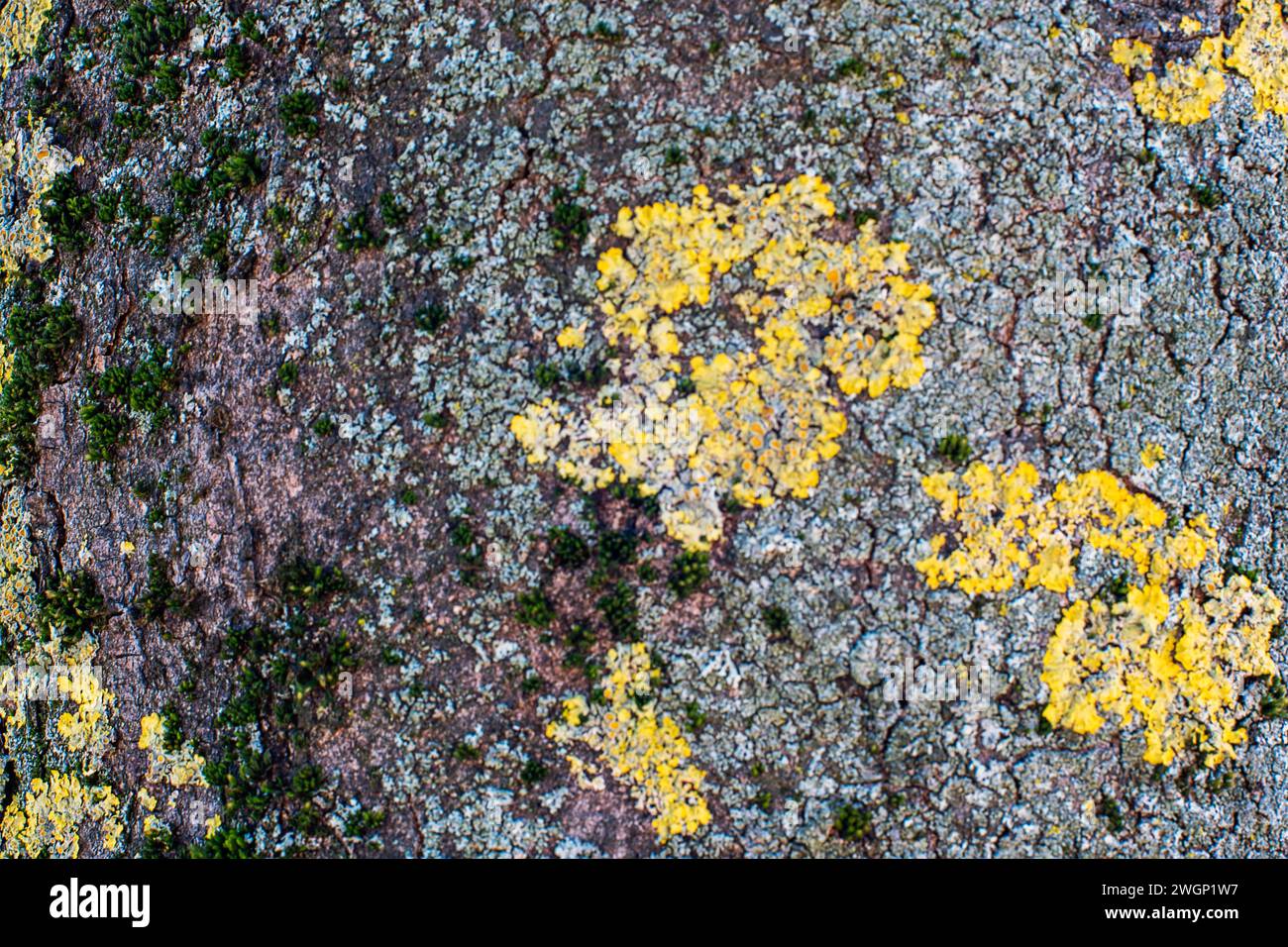 Tree bark with yellow mold, texture, background Stock Photo - Alamy