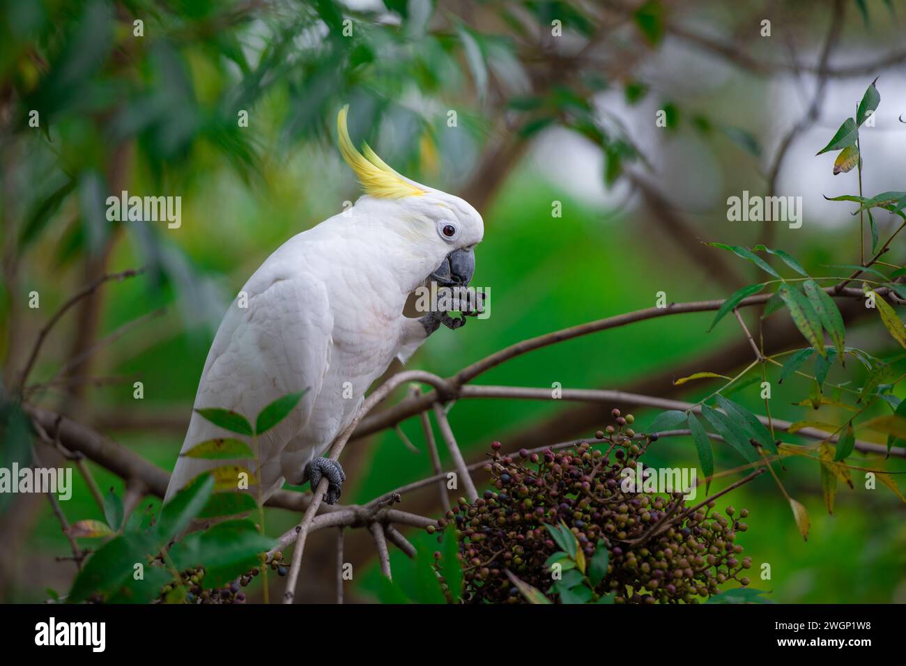 Cockatoo parrot sitting on a green tree branch in Australia. Sulphur ...