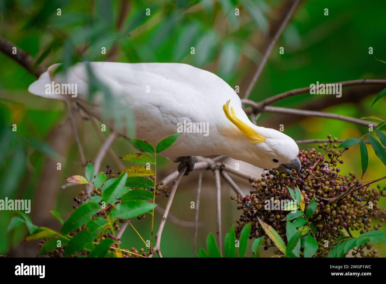 Cockatoo parrot sitting on a green tree branch in Australia. Sulphur ...