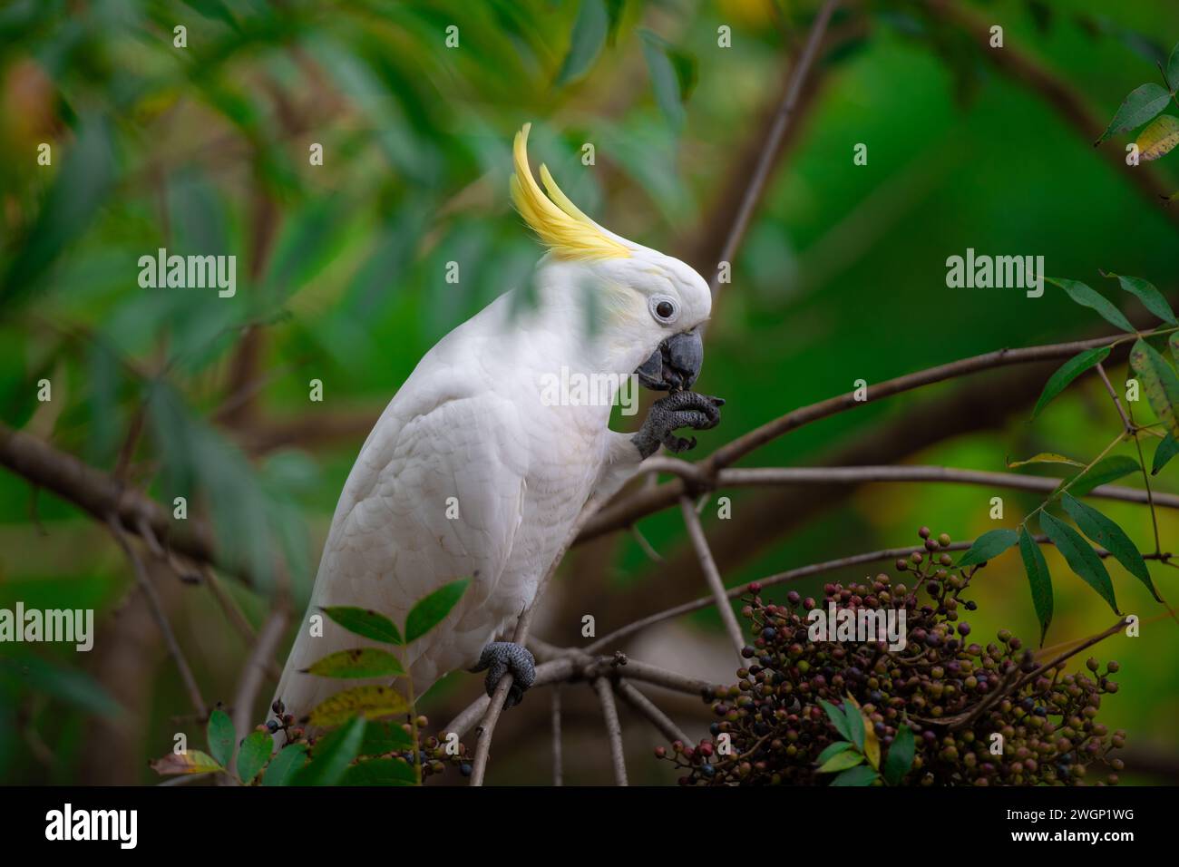 Cockatoo parrot sitting on a green tree branch in Australia. Sulphur ...