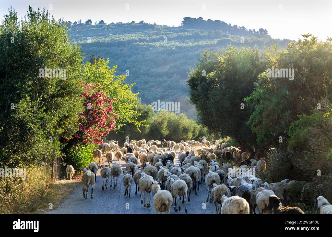 Deliana hi-res stock photography and images - Alamy