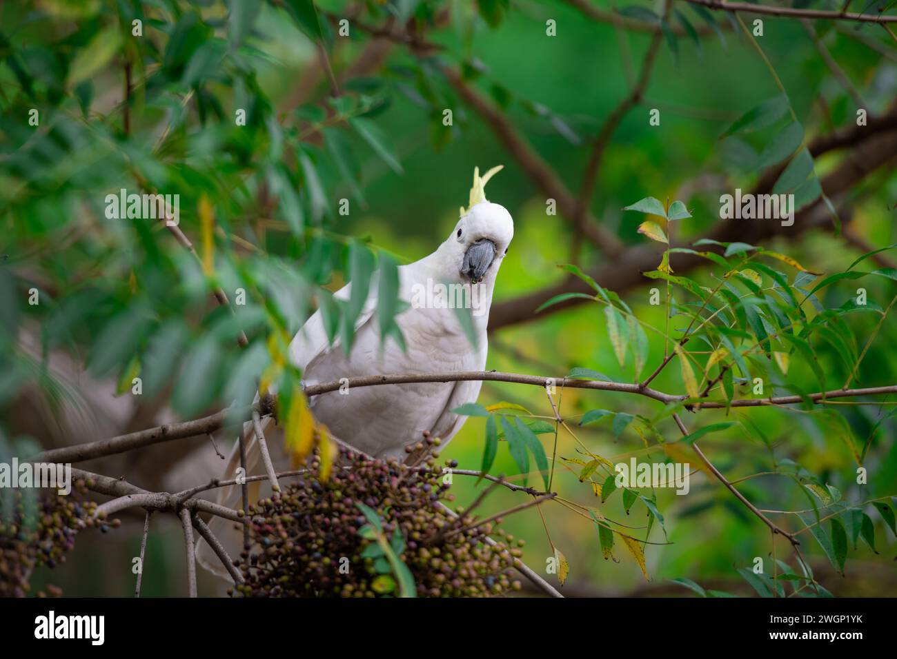 Cockatoo parrot sitting on a green tree branch in Australia. Sulphur ...