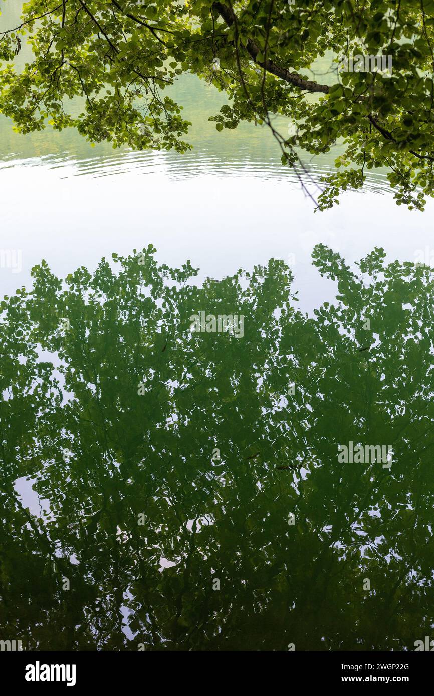 tree branch reflection in water Stock Photo - Alamy