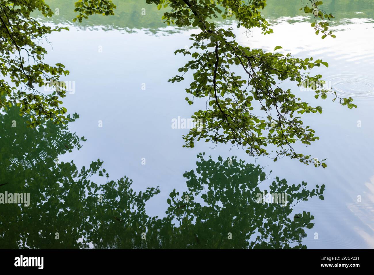 tree branch with leaves hanging over a lake with reflection in water ...