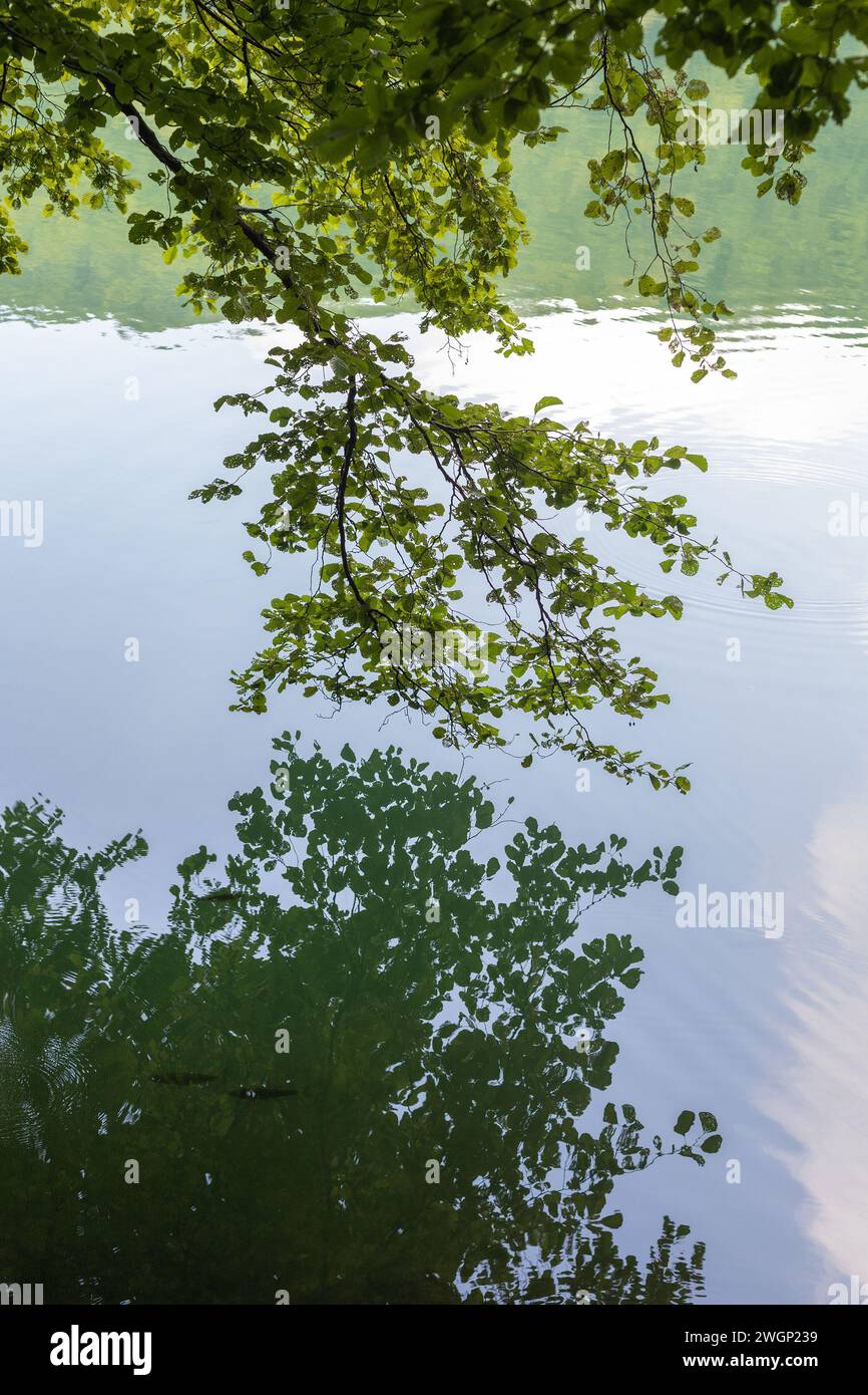 tree branch with leaves hanging over a lake with reflection in water ...