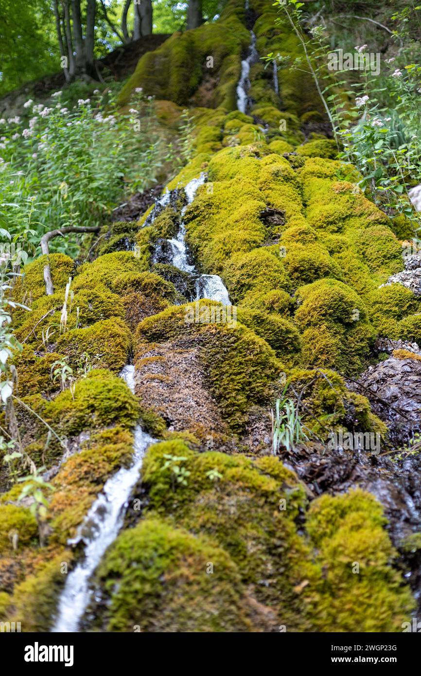 clean spring water originating in the forest Stock Photo - Alamy
