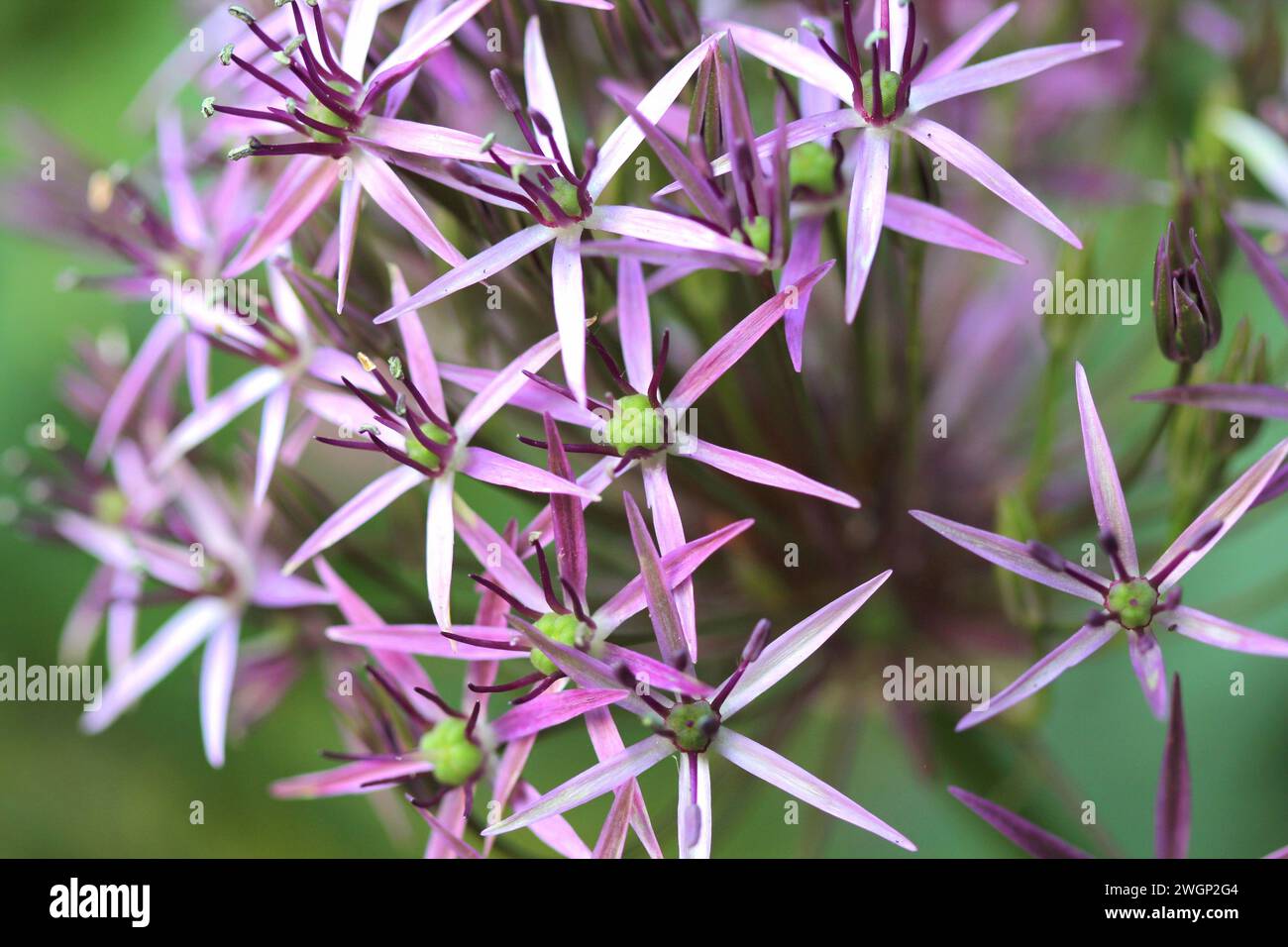 Allium christophii, Star of persia flower close up Stock Photo - Alamy